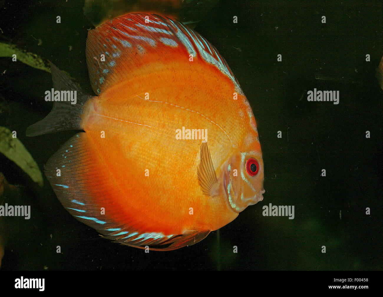 Diskus Fisch Stockfotos und -bilder Kaufen - Alamy