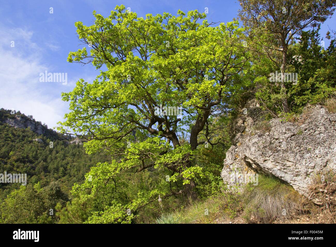 Quercus pubescens -Fotos und -Bildmaterial in hoher Auflösung – Alamy