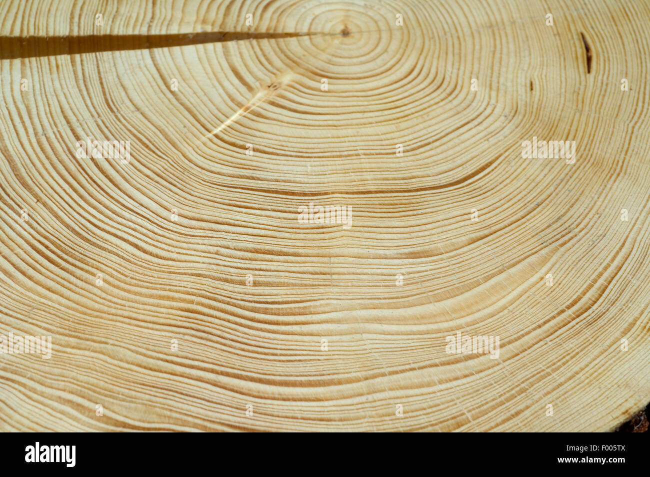 Ringporig; Fichte; Picea; Abies; Rottanne; Jahrring; Holzring ...
