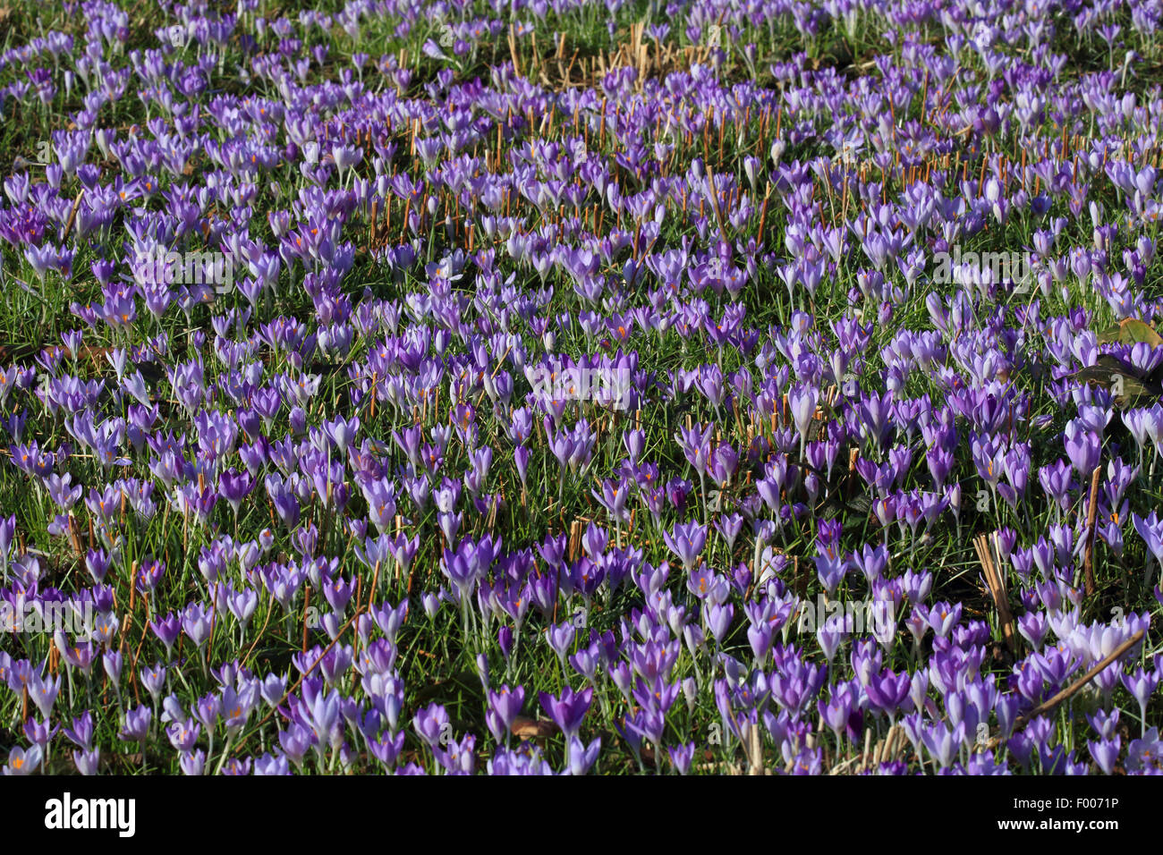 Frühe Krokusse (Crocus Tommasinianus), Krokusse auf einer Wiese ...