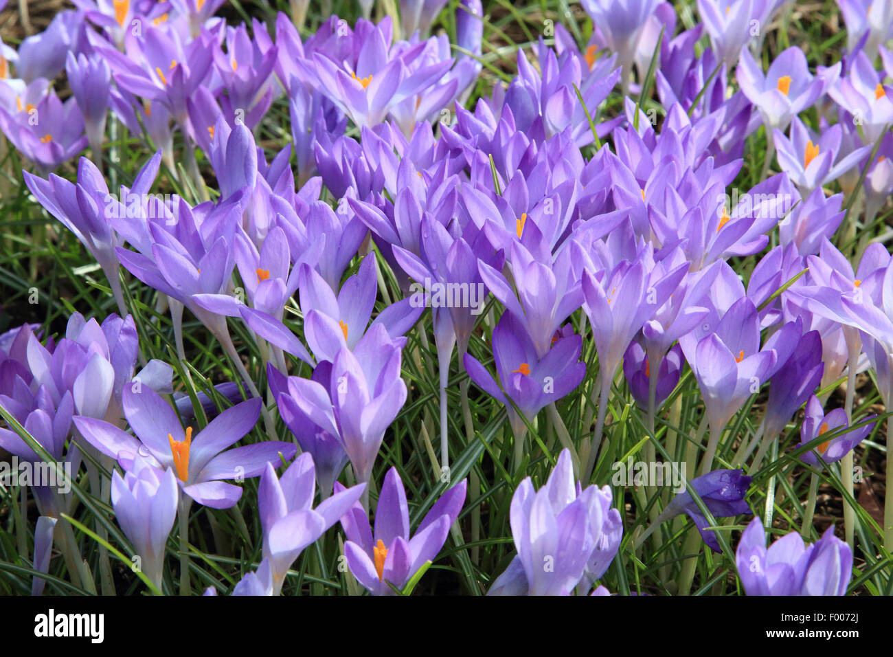 Frühe Krokusse (Crocus Tommasinianus), Krokusse auf einer Wiese ...