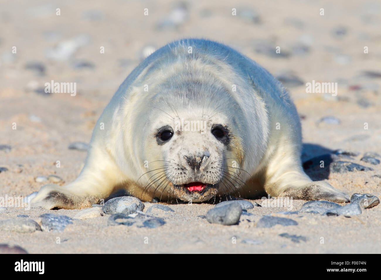 graue Dichtung (Halichoerus Grypus), Baby-Robbe am Strand, Deutschland ...
