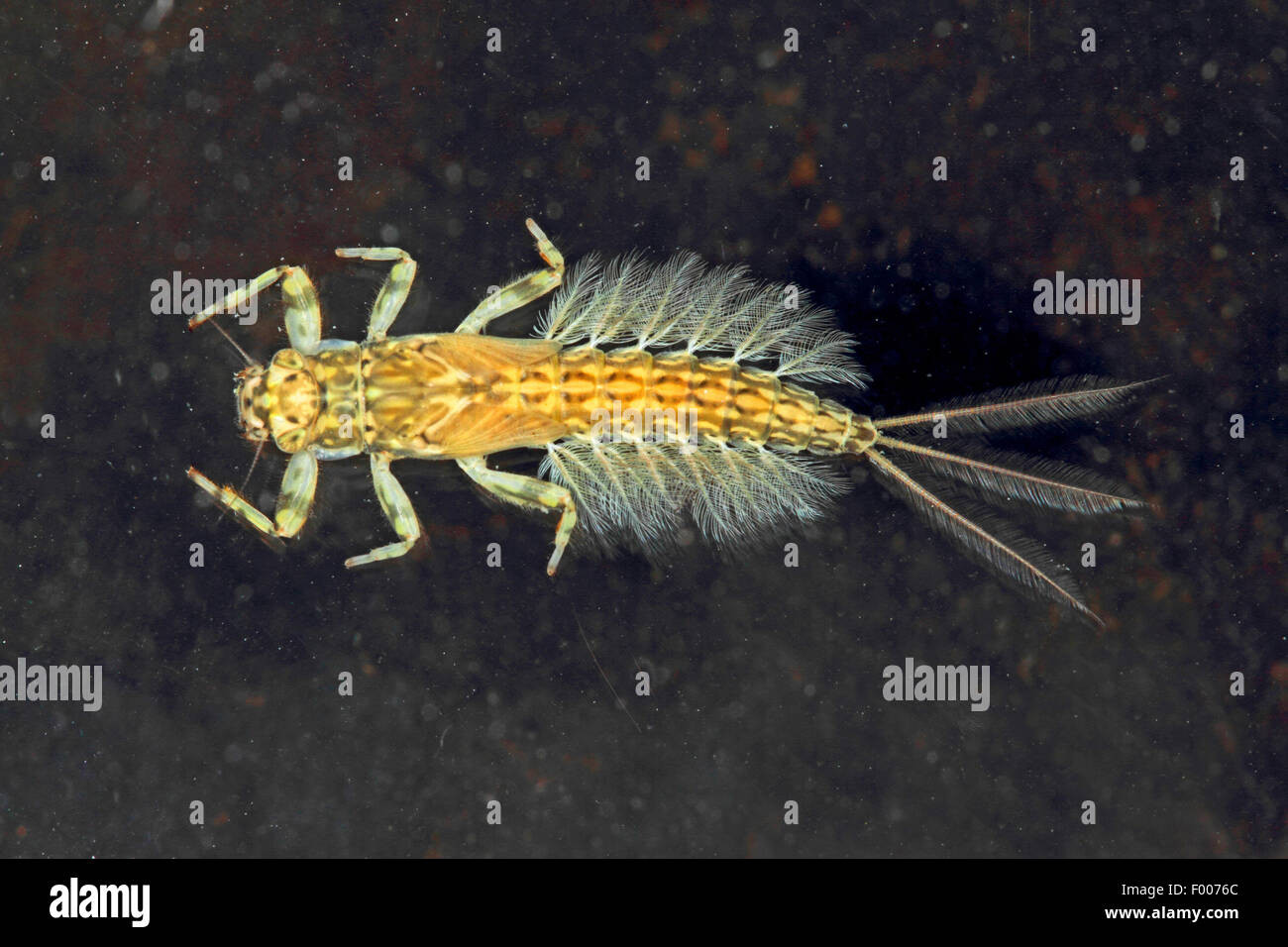 Gelbe Eintagsfliege (Potamanthus Luteus), Larve unter Wasser ...