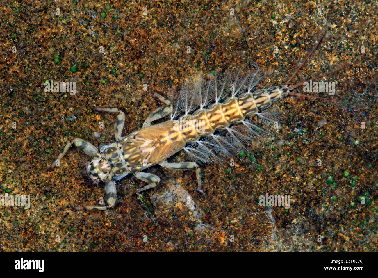 Gelbe Eintagsfliege (Potamanthus Luteus), Larve unter Wasser ...