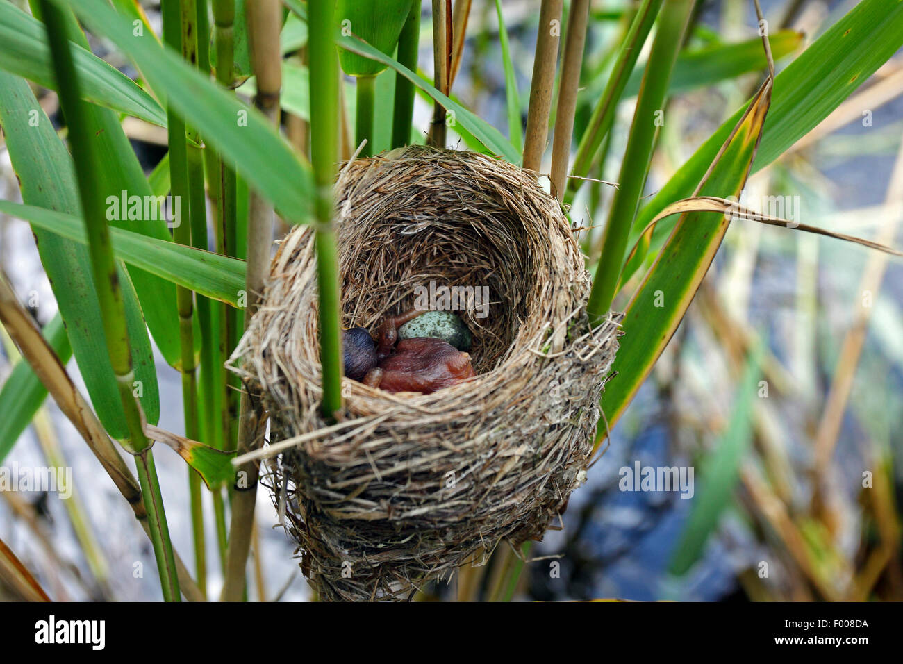 Eurasische Kuckuck (Cuculus Canorus), frisch geschlüpften Küken im Nest ...