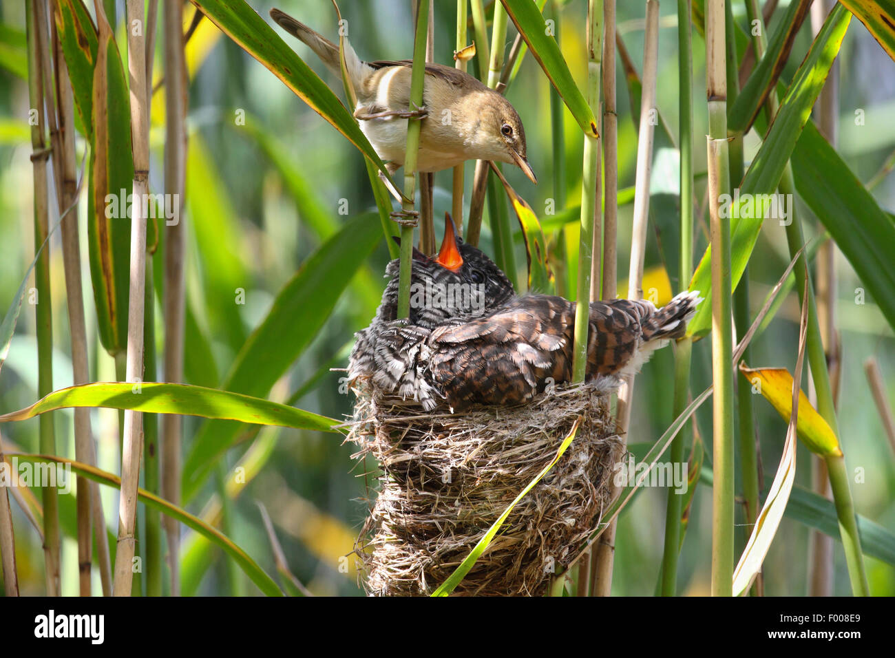 Eurasische Kuckuck (Cuculus Canorus), junge im Nest der Rohrsänger ...