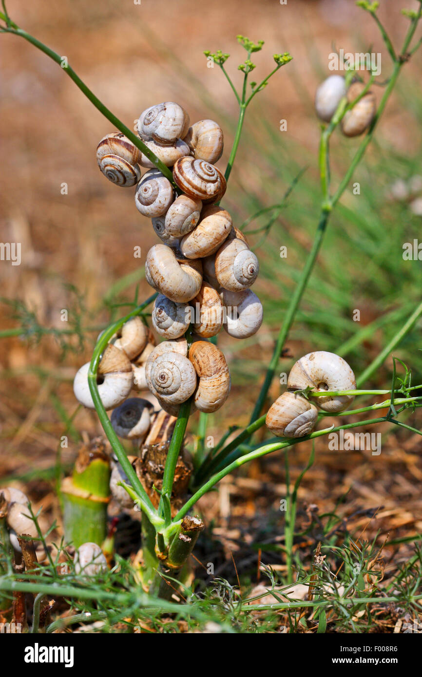 Gebändert, Schnecke, gestreiften Schnecke, Weinberg Schnecke, weiße Schnecke, Schnecke ...