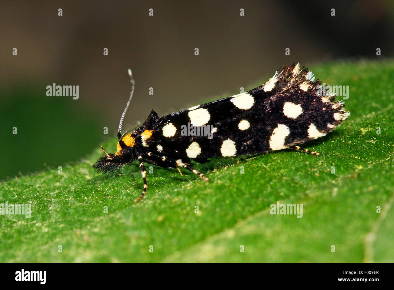 Moth tineidae -Fotos und -Bildmaterial in hoher Auflösung – Alamy