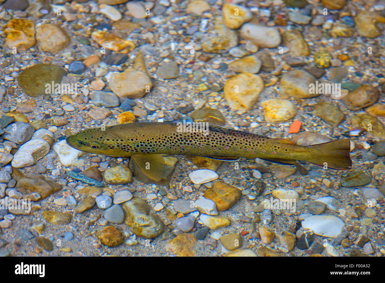 Bachforelle, Bachforelle, Bachforelle (Salmo Trutta Fario), Männchen ...