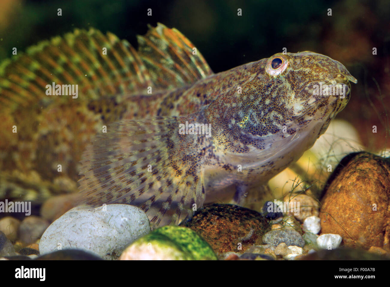 aus Marmor Grundel (Oxyeleotris Marmorata, Eleotris Marmorata ...