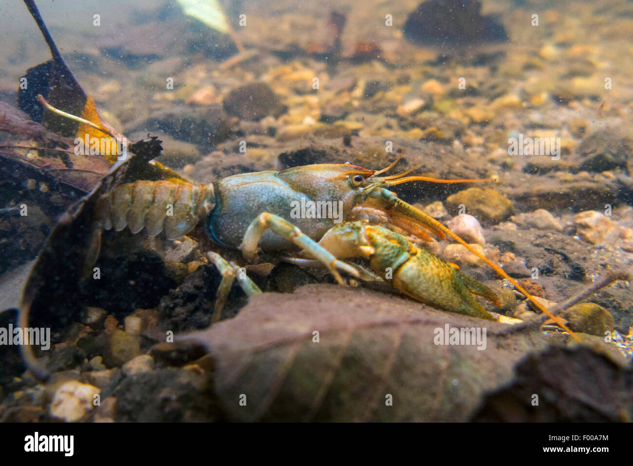 Stein, Krebse, Torrent Flusskrebs (Astacus Torrentium, Austropotamobius ...