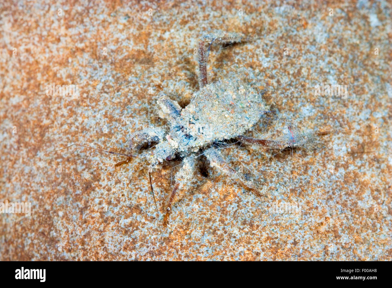 Reduvius personatus -Fotos und -Bildmaterial in hoher Auflösung – Alamy