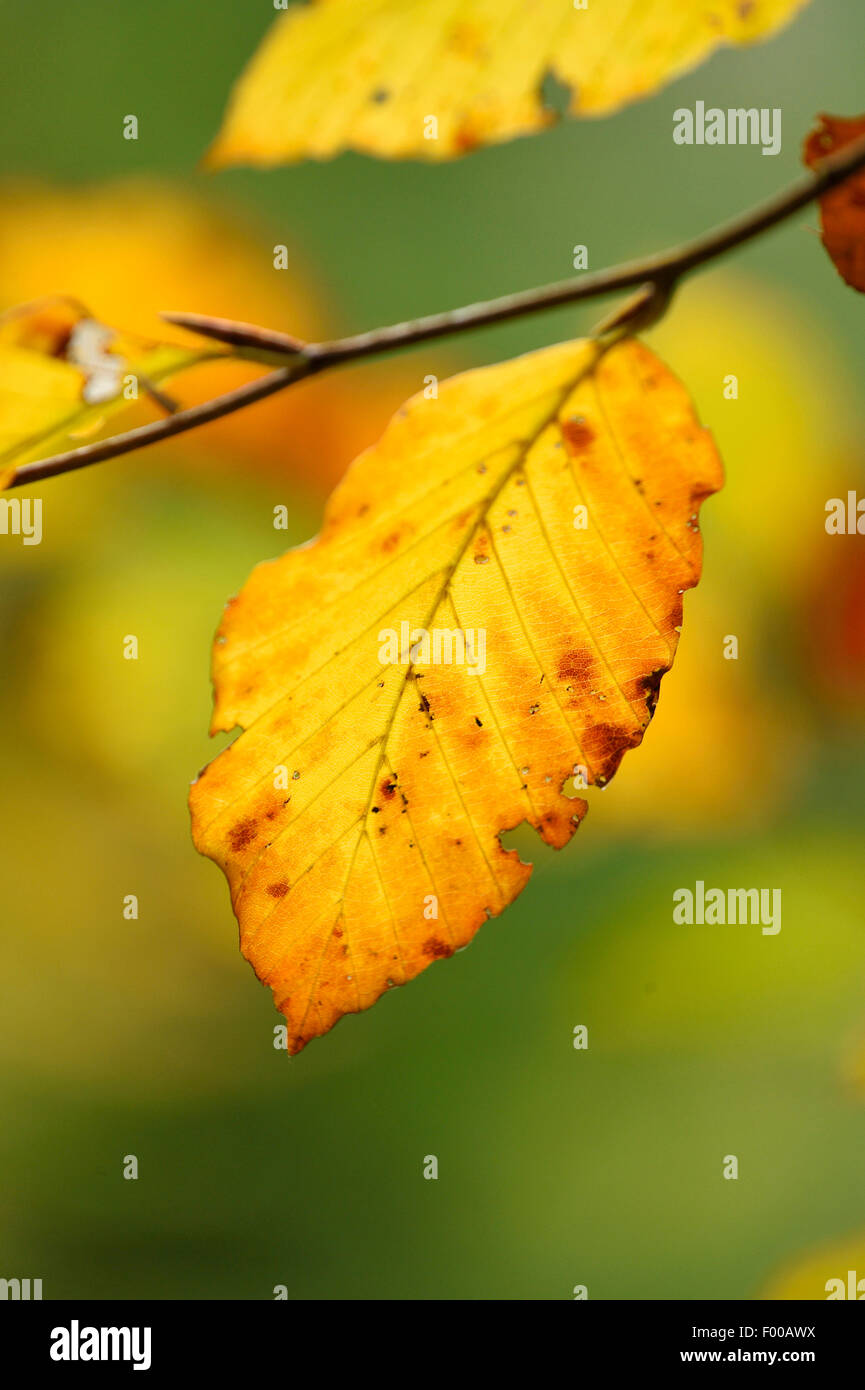 Rotbuche blatt herbst -Fotos und -Bildmaterial in hoher Auflösung – Alamy