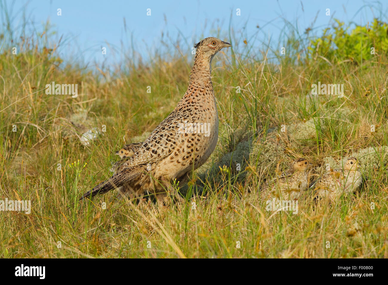Drei fasane -Fotos und -Bildmaterial in hoher Auflösung – Alamy