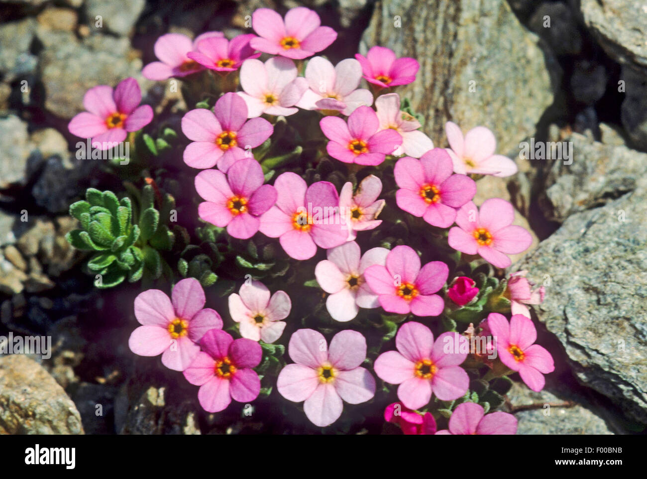 Alpine Rock-Jasmin, Alpine Rock Jasmine (Androsace Alpina, Androsace ...