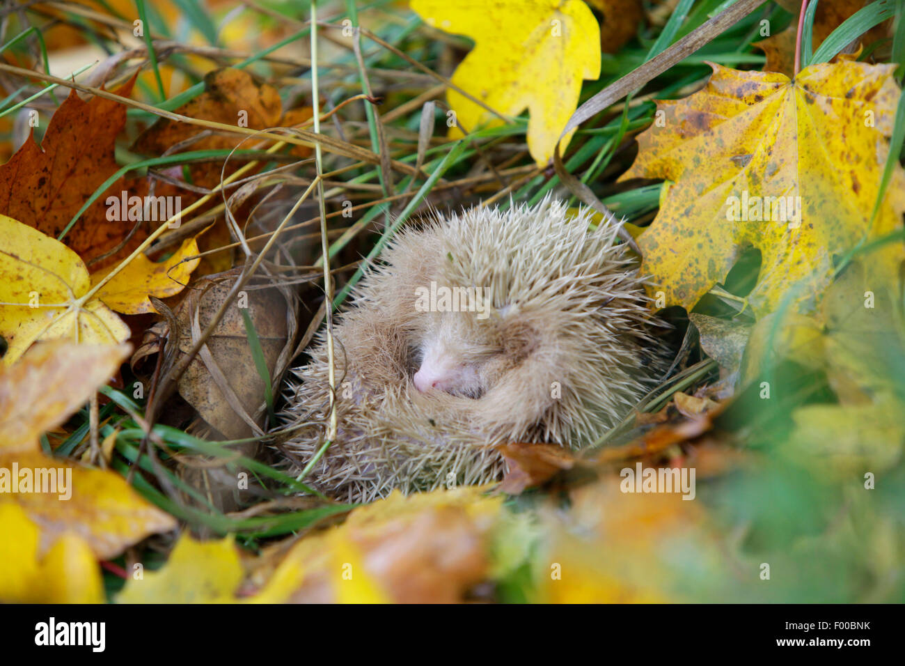 Aufgerollter Igel Stockfotos und -bilder Kaufen - Alamy