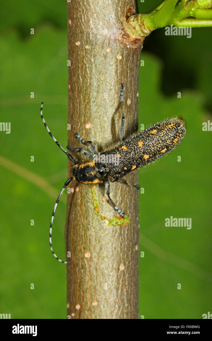 Kleinen Pappel Borer, weniger Pappel Borer, kleine Pappel Longhorn ...