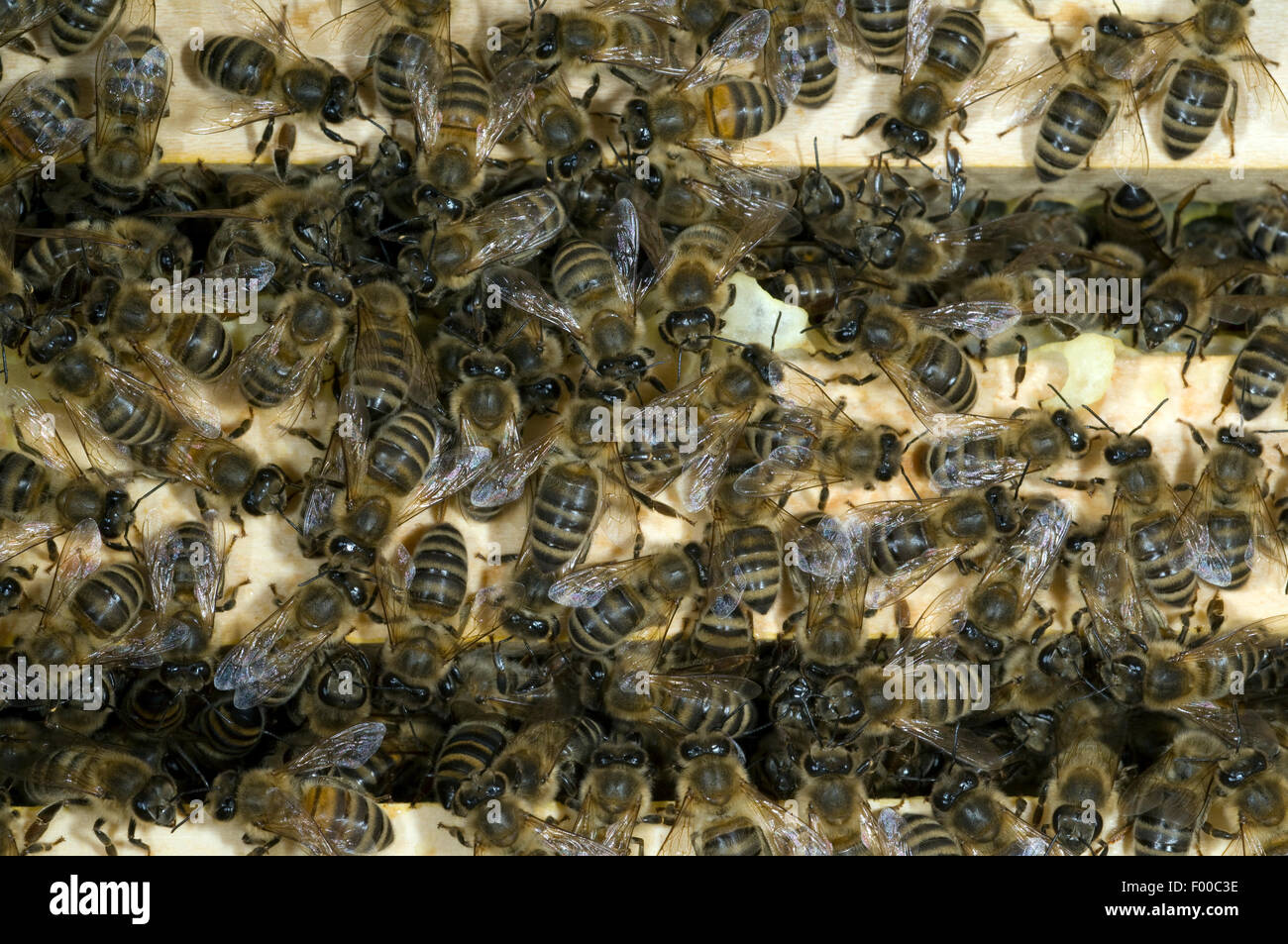 Apis honigbienen -Fotos und -Bildmaterial in hoher Auflösung – Alamy