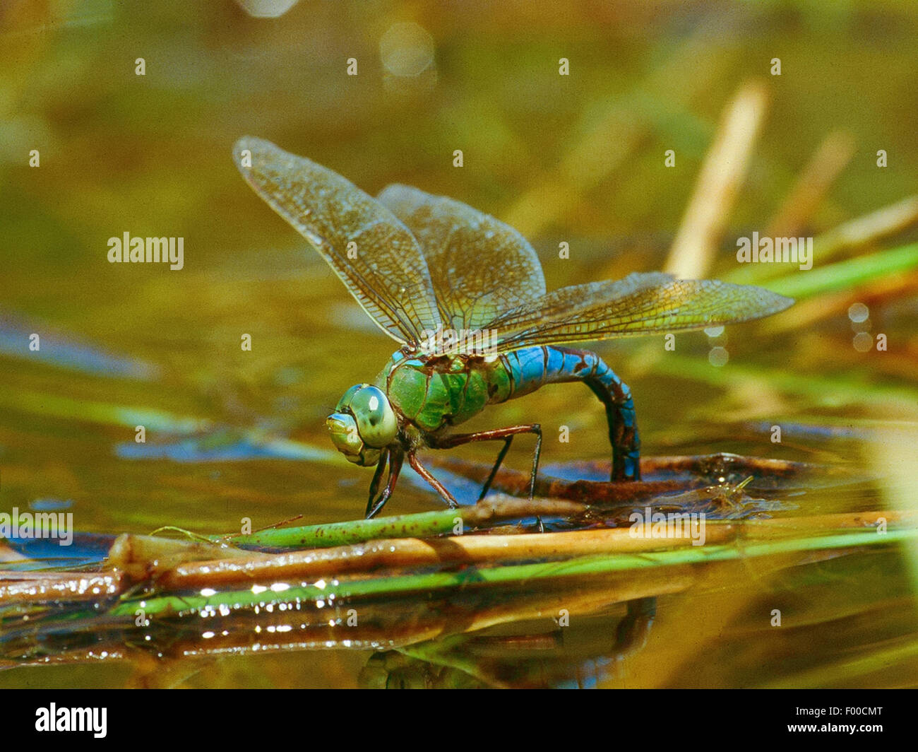 Weibliche libelle, die eier legt -Fotos und -Bildmaterial in hoher Auflösung – Alamy