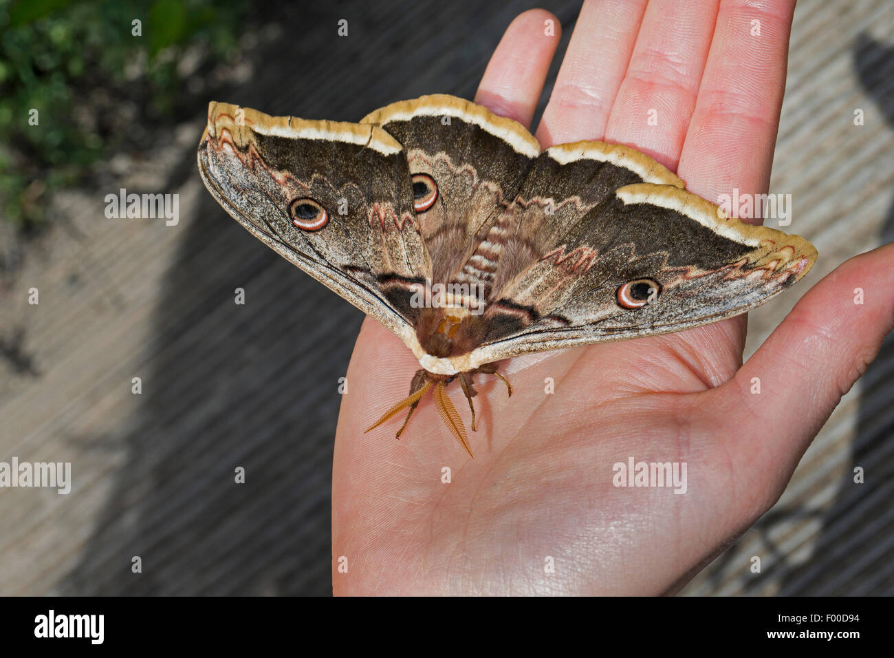 Große Kaiser-Motte, riesigen Pfau Nachtfalter, großen Pfau Moth ...