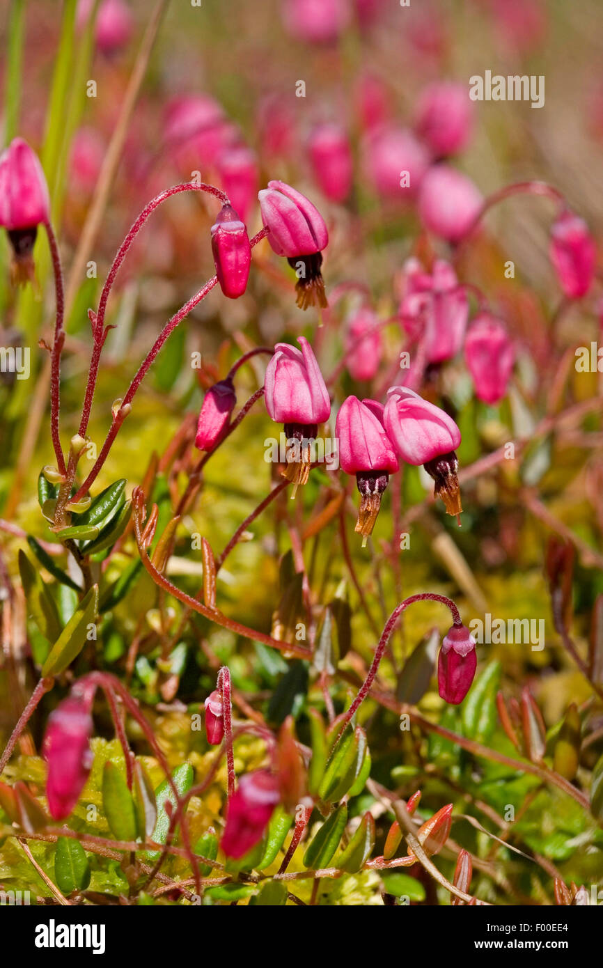 Vaccinium palustris -Fotos und -Bildmaterial in hoher Auflösung – Alamy