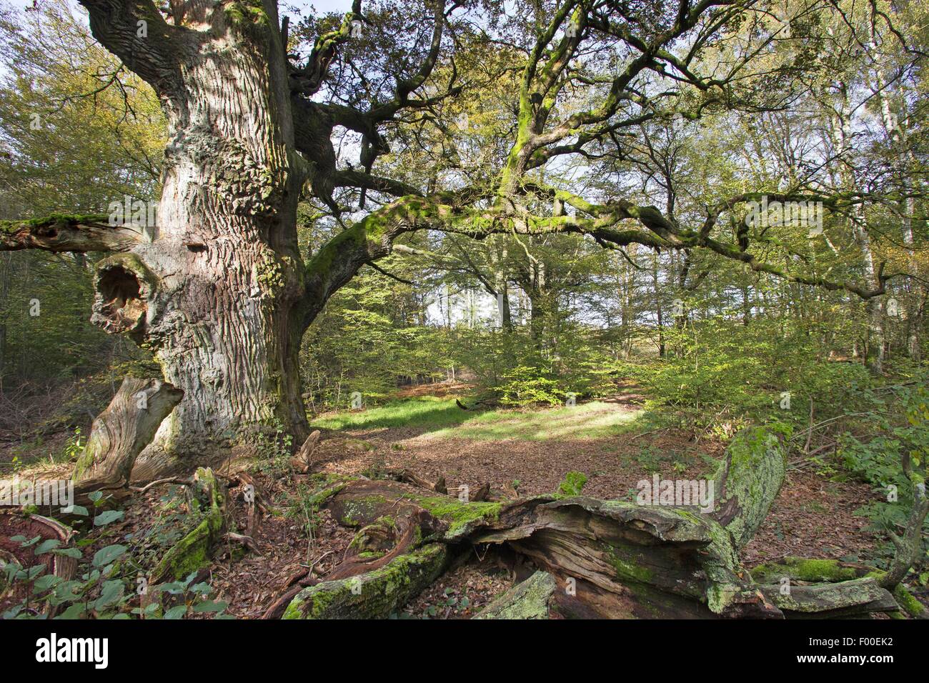 Stieleiche pedunculate Eiche, Stieleiche (Quercus Robur), alte Eiche in ...