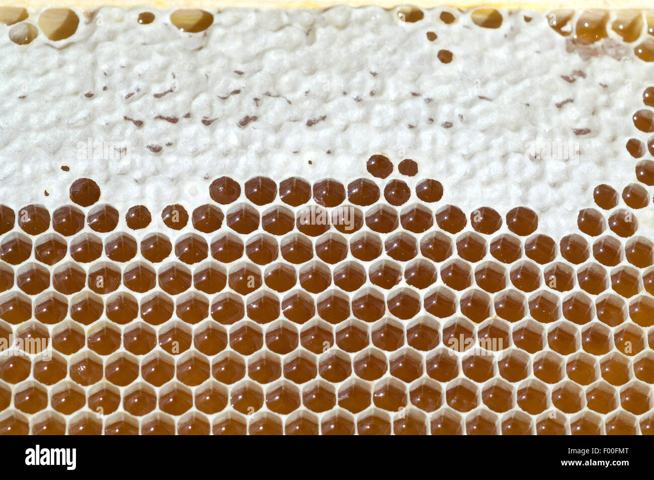 Honigwaben, Waben, Bienenwachs, Wachs, Bienenstock Stockfotografie - Alamy