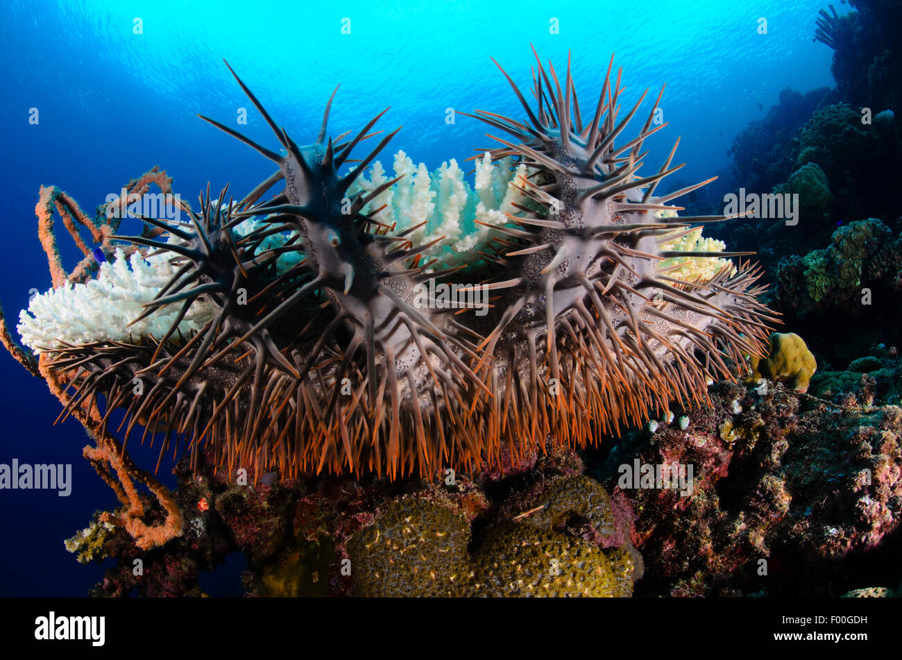 Tomini Bay Stockfotos und -bilder Kaufen - Alamy