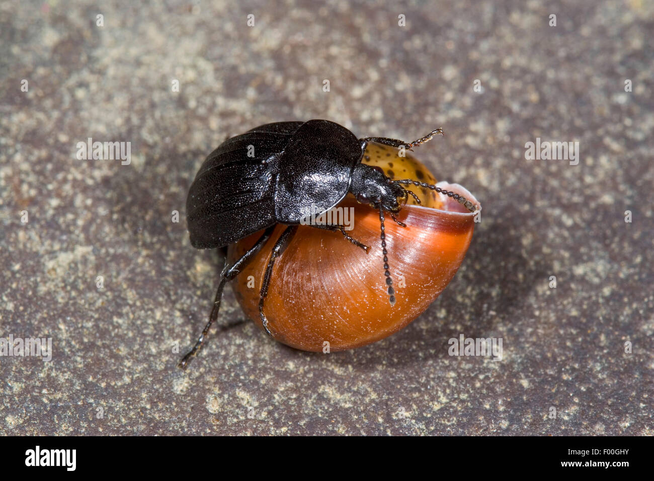 Silpha atrata -Fotos und -Bildmaterial in hoher Auflösung – Alamy
