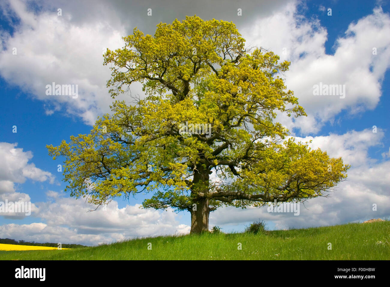 Stieleiche, pedunculate Eiche, Stieleiche (Quercus Robur), mit frischen ...