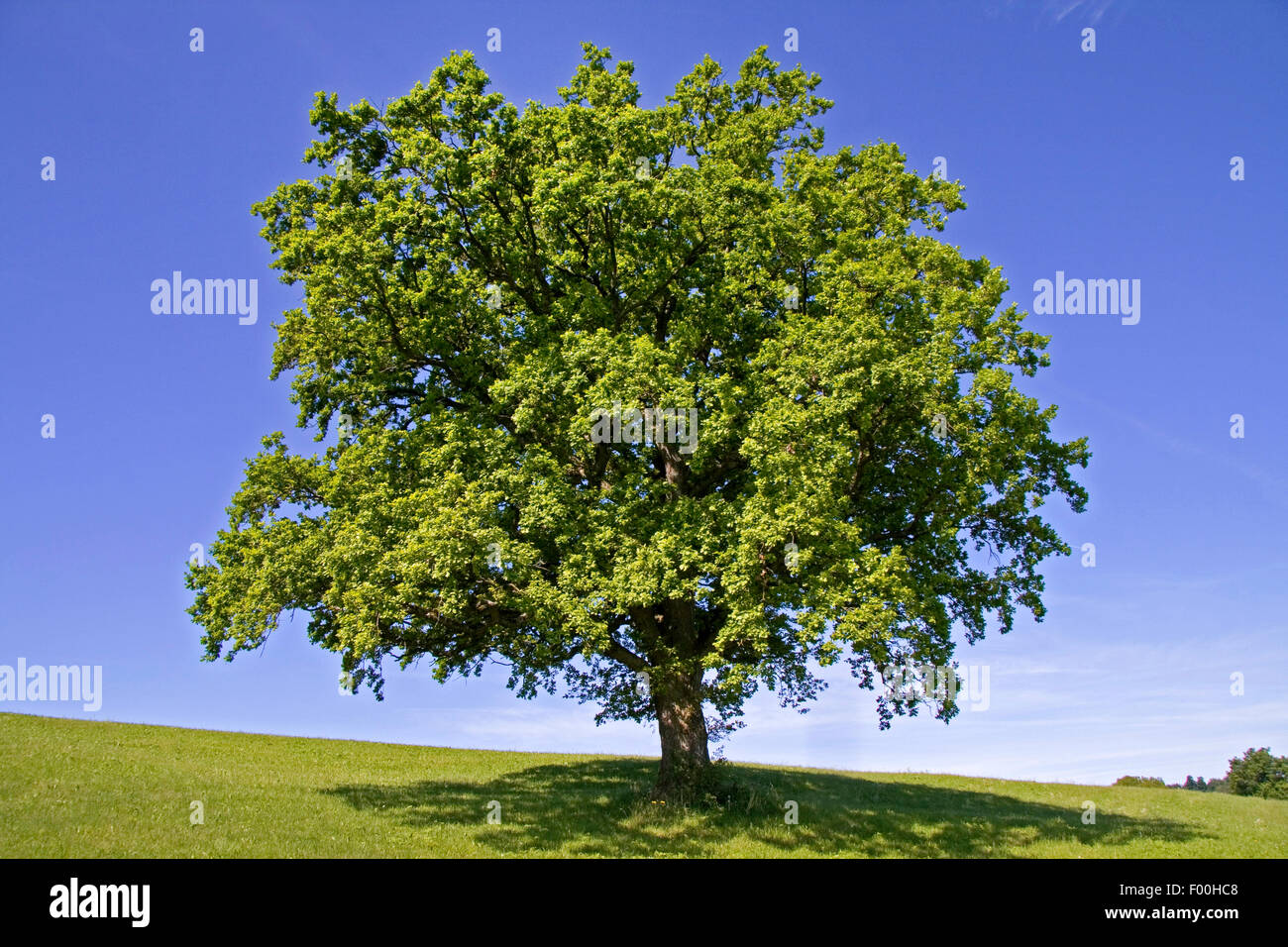 Stieleiche, pedunculate Eiche, Stieleiche (Quercus Robur), einziger ...
