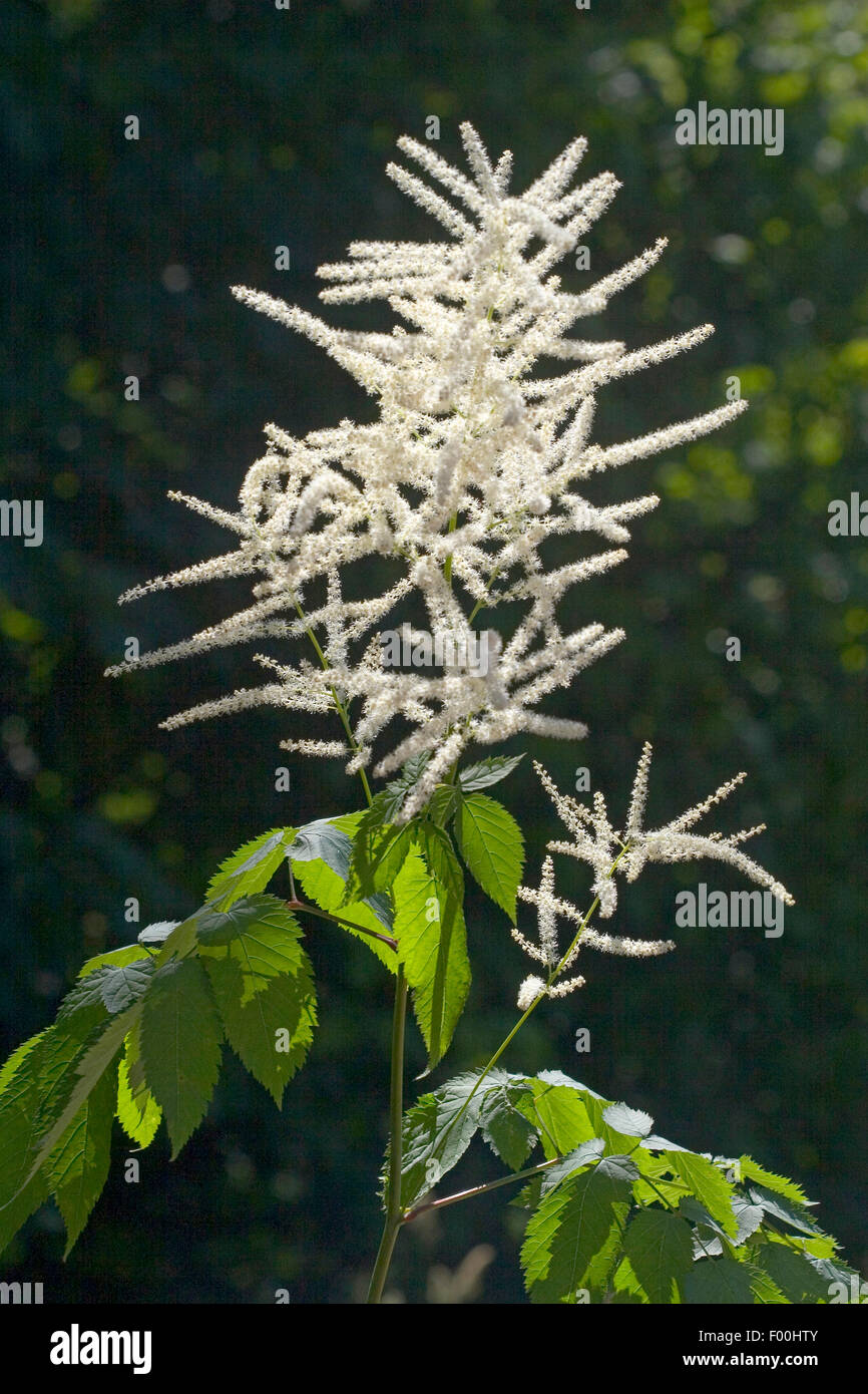 Spiraea aruncus -Fotos und -Bildmaterial in hoher Auflösung – Alamy