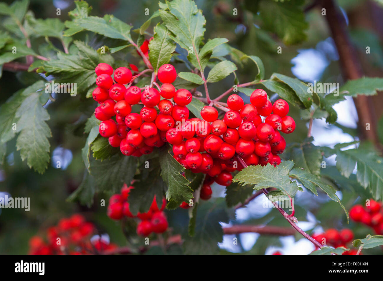 Europäische Vogelbeerbaum, Eberesche (Sorbus Aucuparia 'Edulis', Sorbus ...