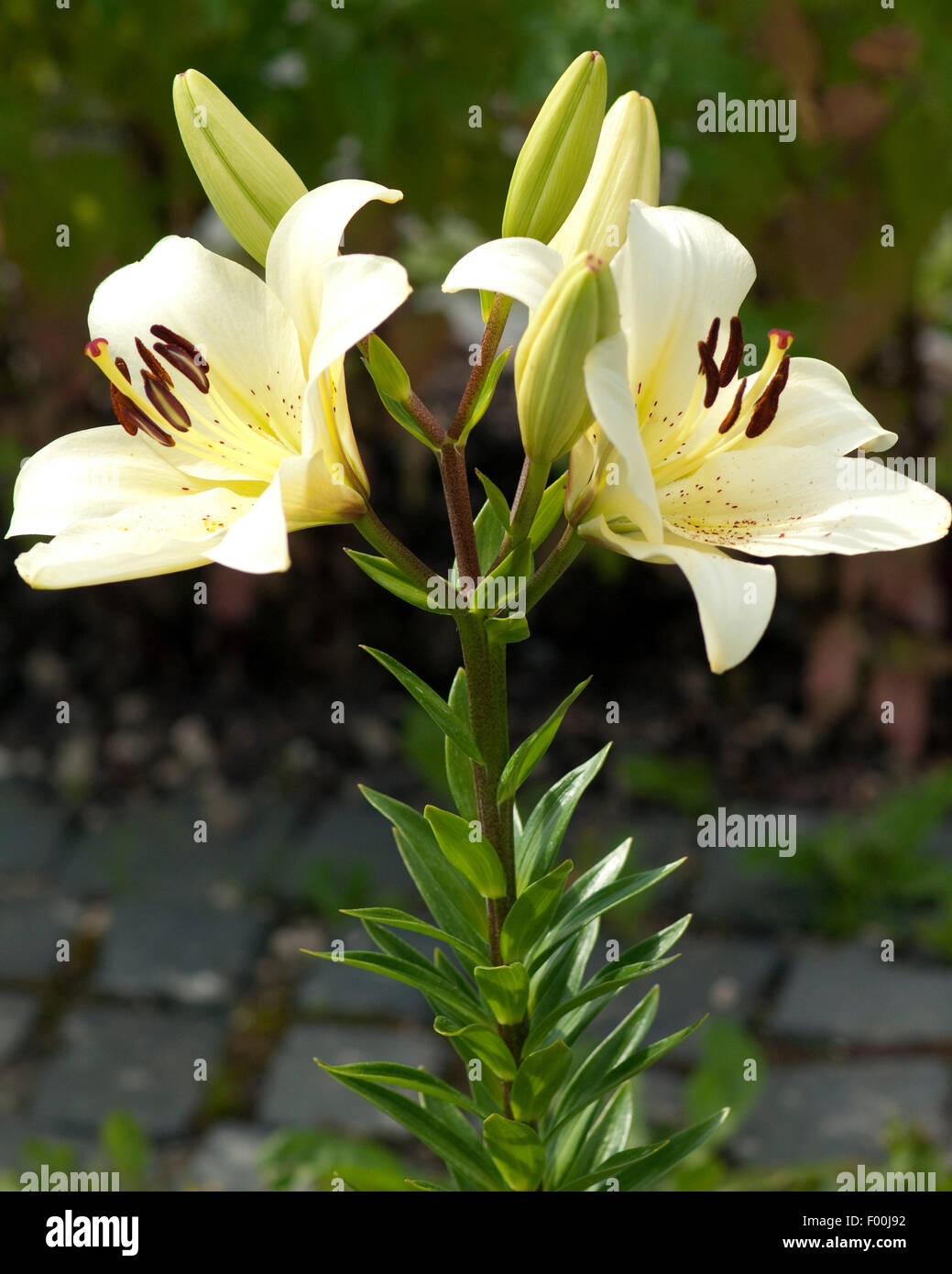 Lilium candidum -Fotos und -Bildmaterial in hoher Auflösung – Alamy