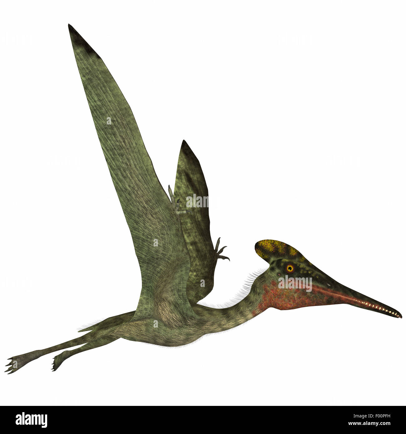 Pterodactylus war ein fliegenden fleischfressende Reptil, das in der ...