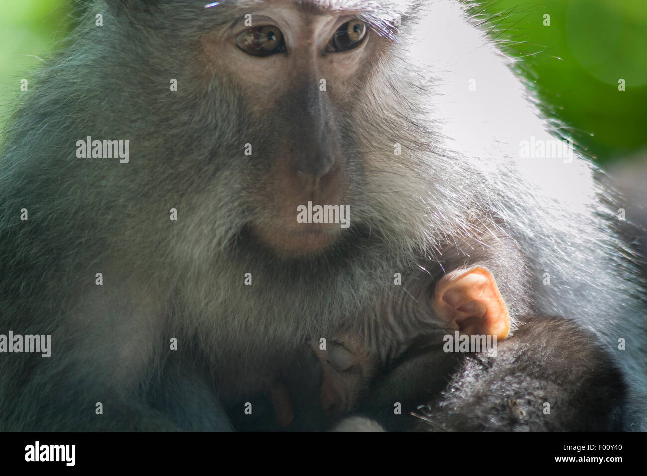 Primat affe mutter baby zwei -Fotos und -Bildmaterial in hoher ...