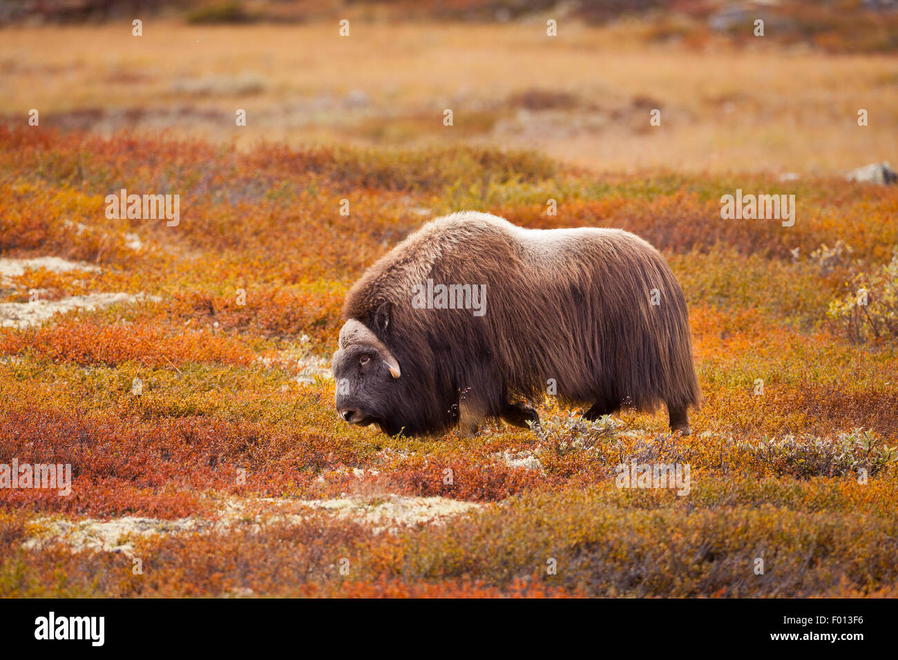 Moschusochsen Ovibos Moschatus im Dovrefjell Nationalpark, Dovre ...