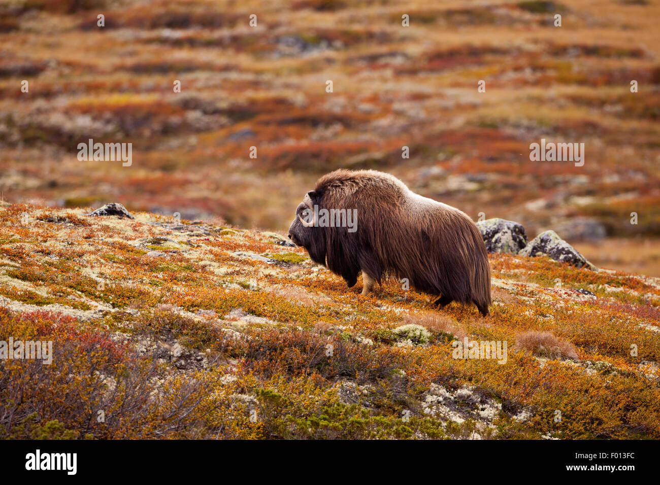 Moschusochsen Ovibos Moschatus im Dovrefjell Nationalpark, Dovre ...