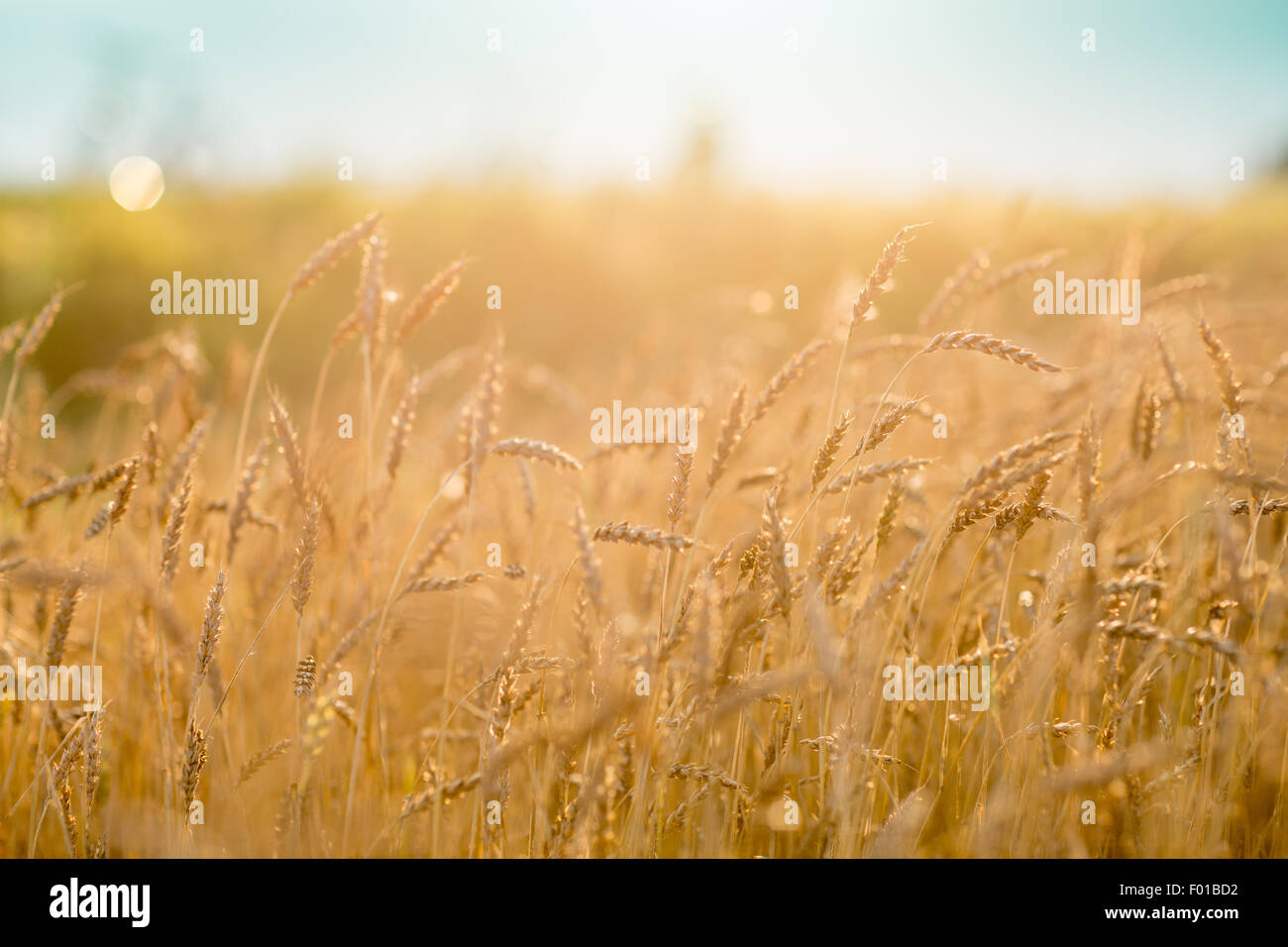 Reifer roggen feld -Fotos und -Bildmaterial in hoher Auflösung – Alamy
