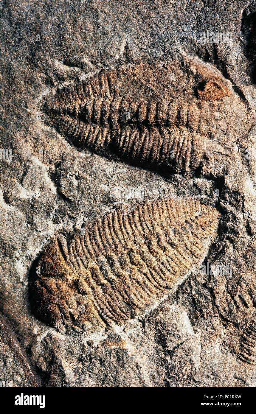 Trilobita trilobite -Fotos und -Bildmaterial in hoher Auflösung – Alamy