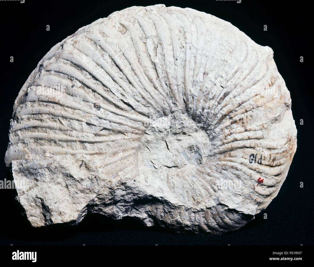 Ammonite fossil -Fotos und -Bildmaterial in hoher Auflösung – Alamy