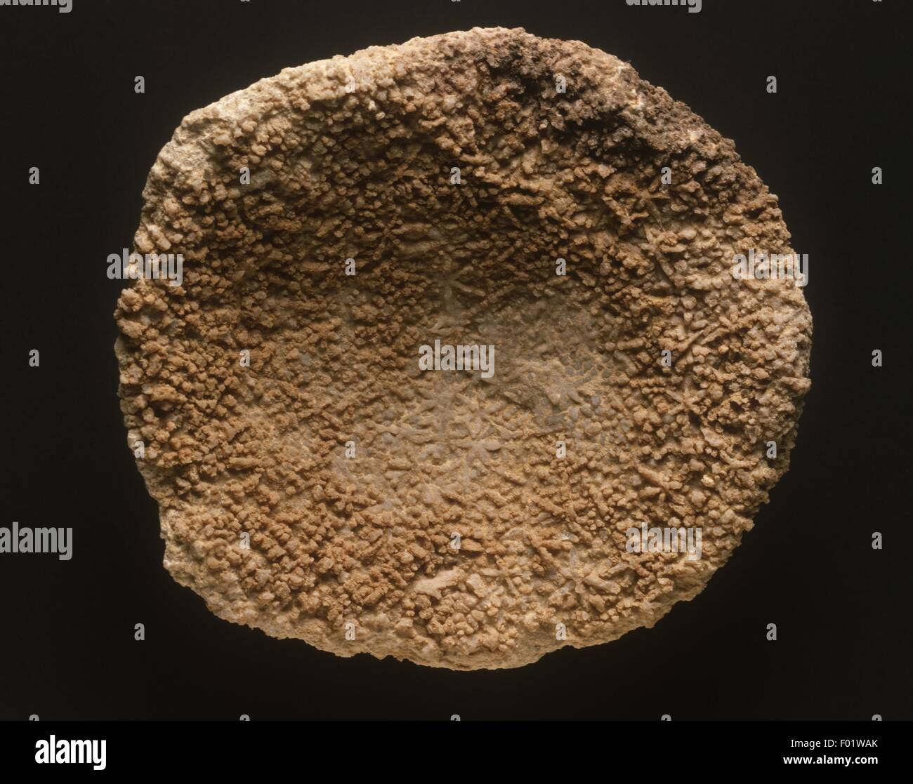 Fossil Sponge Stockfotos und -bilder Kaufen - Alamy