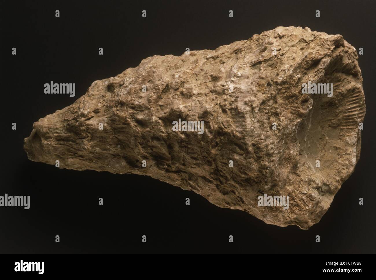 Silurian period -Fotos und -Bildmaterial in hoher Auflösung – Alamy