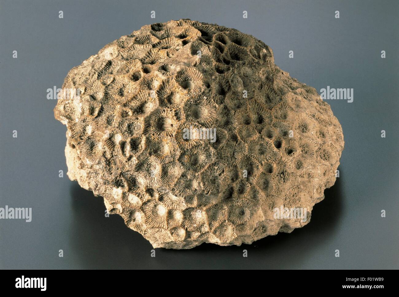 Devonische fossilien -Fotos und -Bildmaterial in hoher Auflösung – Alamy