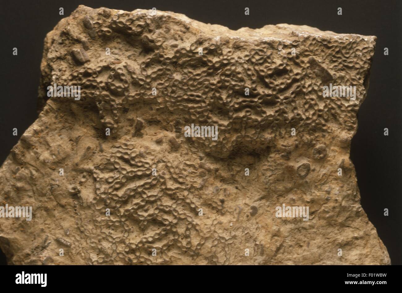 Fossile Halisites Catenularia, Silur Periode Stockfotografie - Alamy