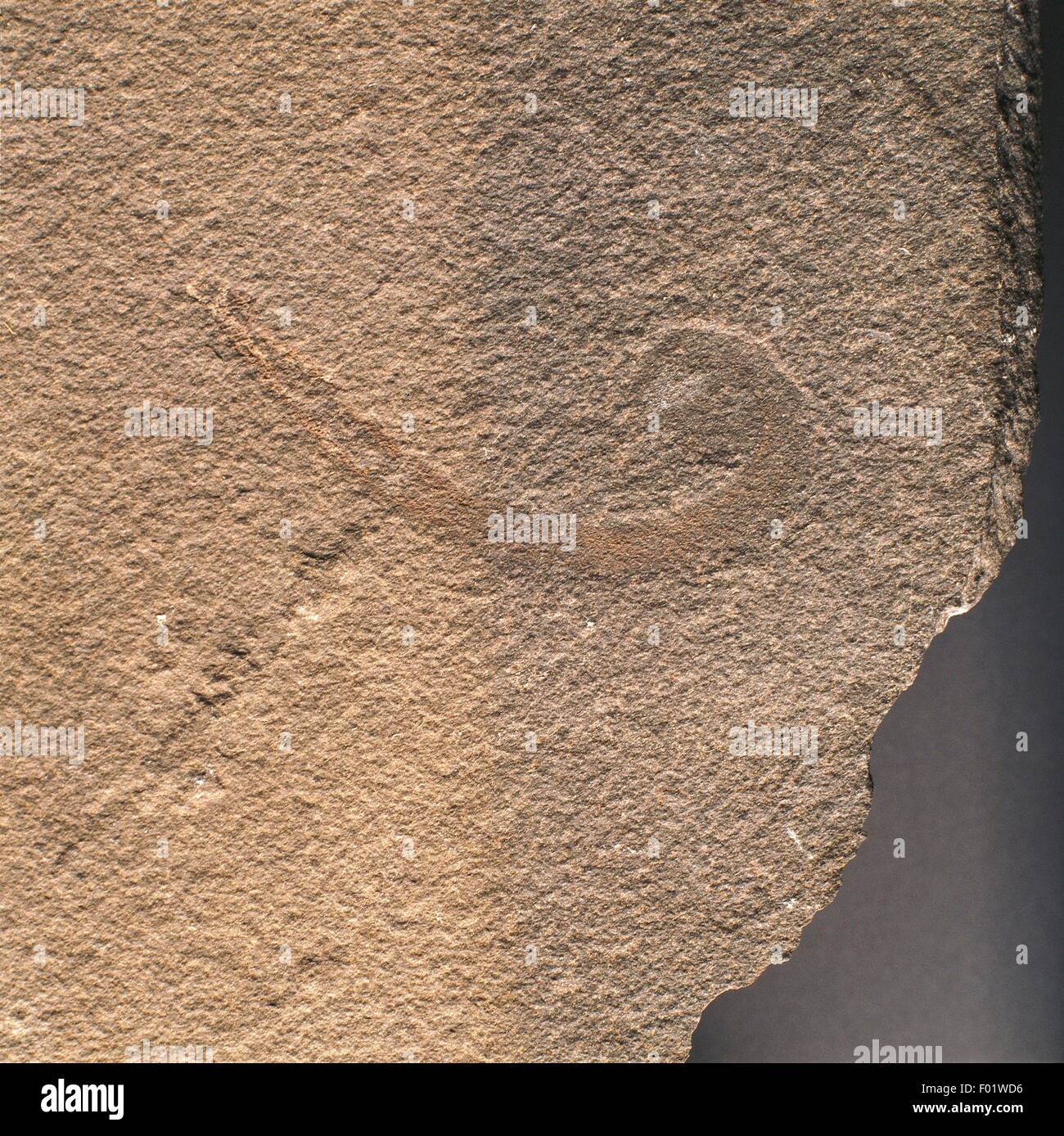 Fossilien - Protostomia - Nematoda - Secernentea - Eophasma Jurasicum ...