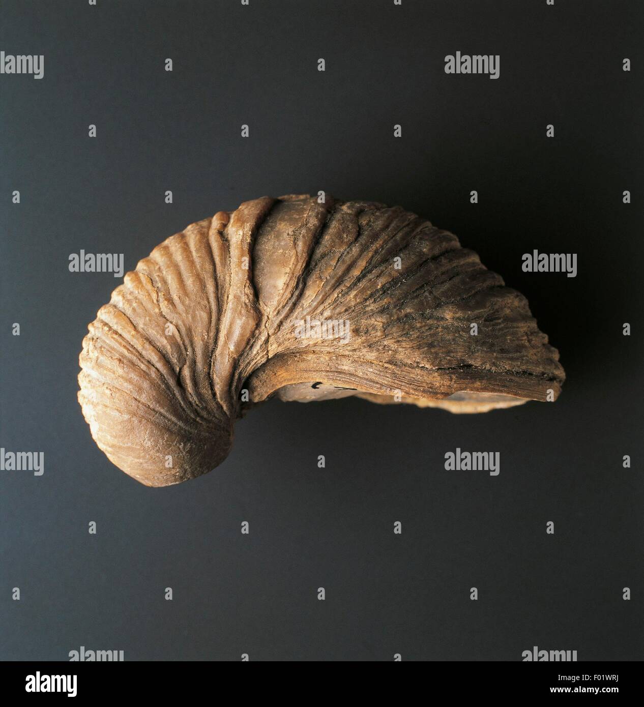 Gryphaea arcuata -Fotos und -Bildmaterial in hoher Auflösung – Alamy