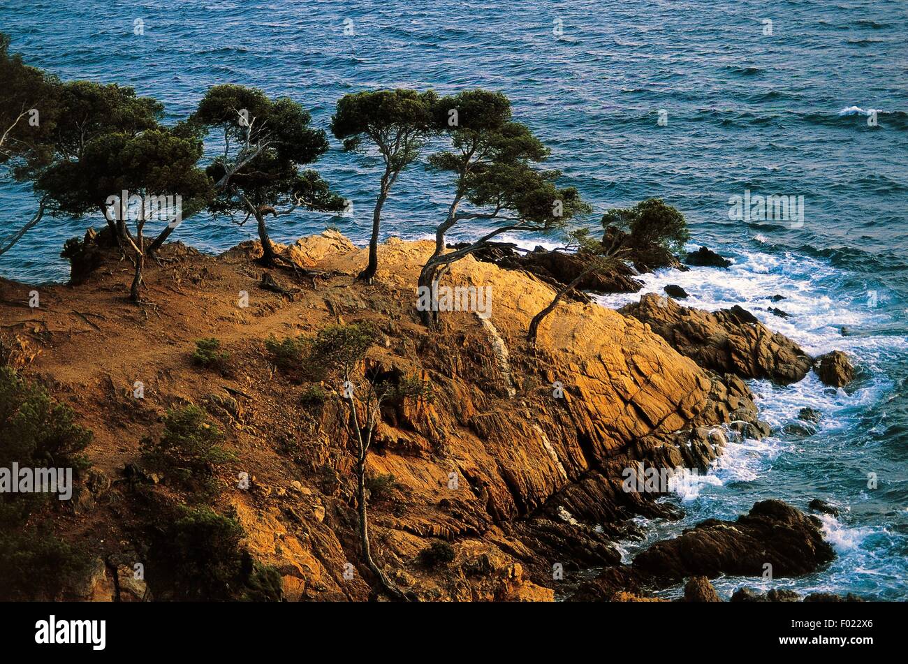 Pinien (Pinus Pinea) im Esterel Park (Parc de l ' Esterel), Frankreich ...