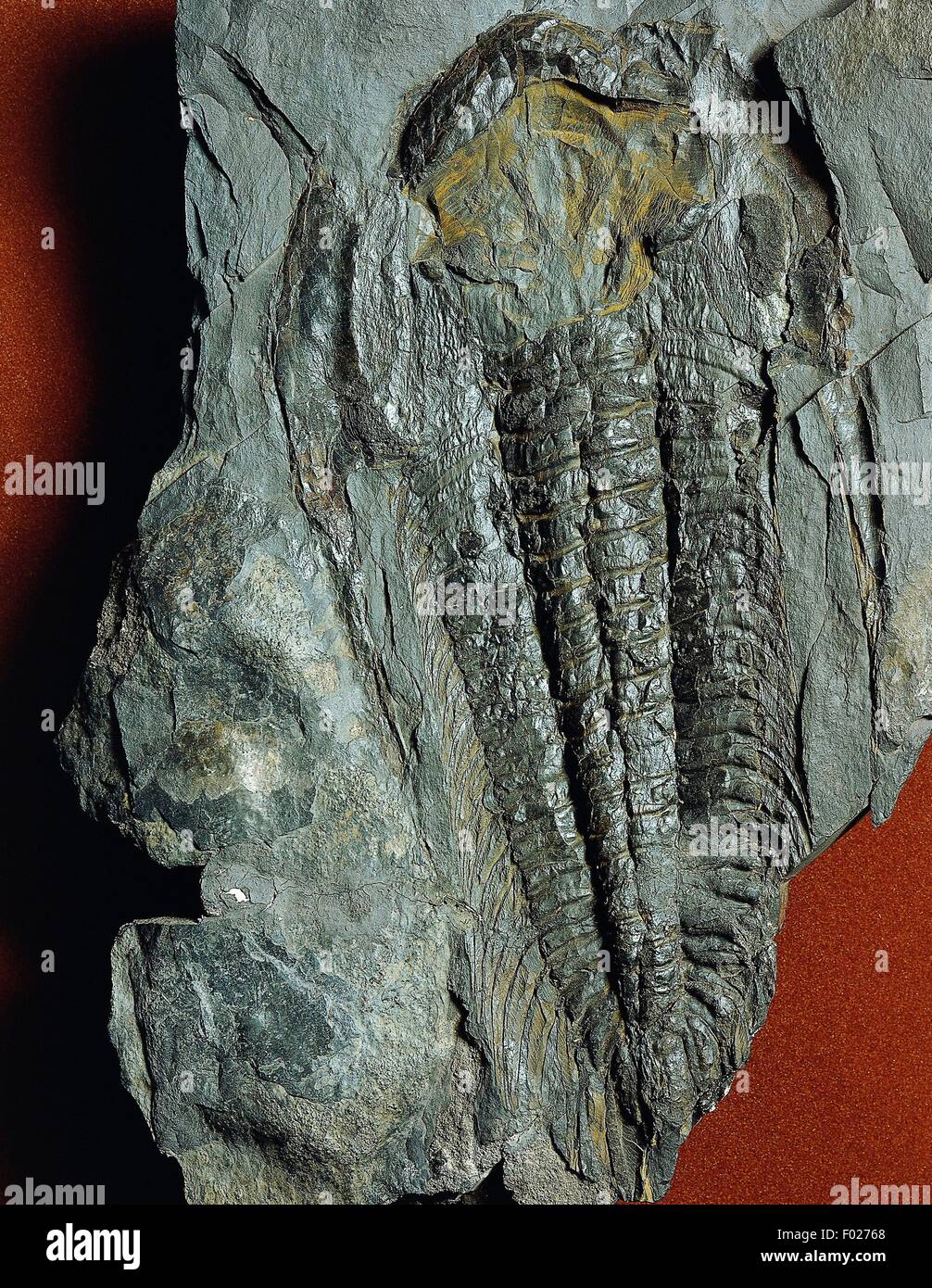Paradoxide fossil -Fotos und -Bildmaterial in hoher Auflösung – Alamy