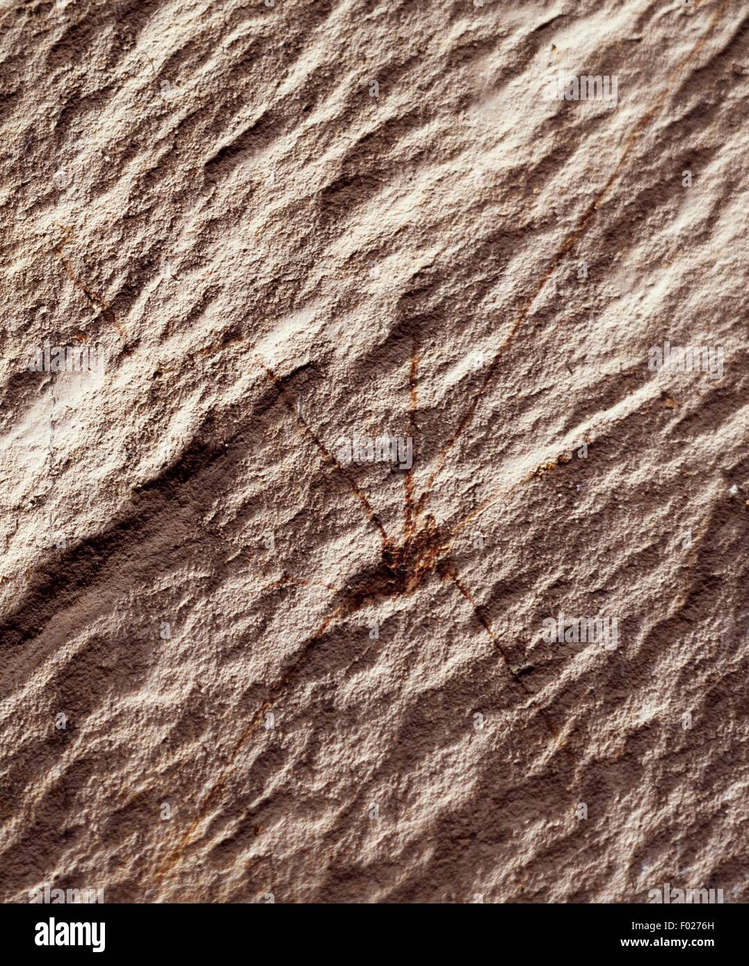 Opiliones sp -Fotos und -Bildmaterial in hoher Auflösung – Alamy